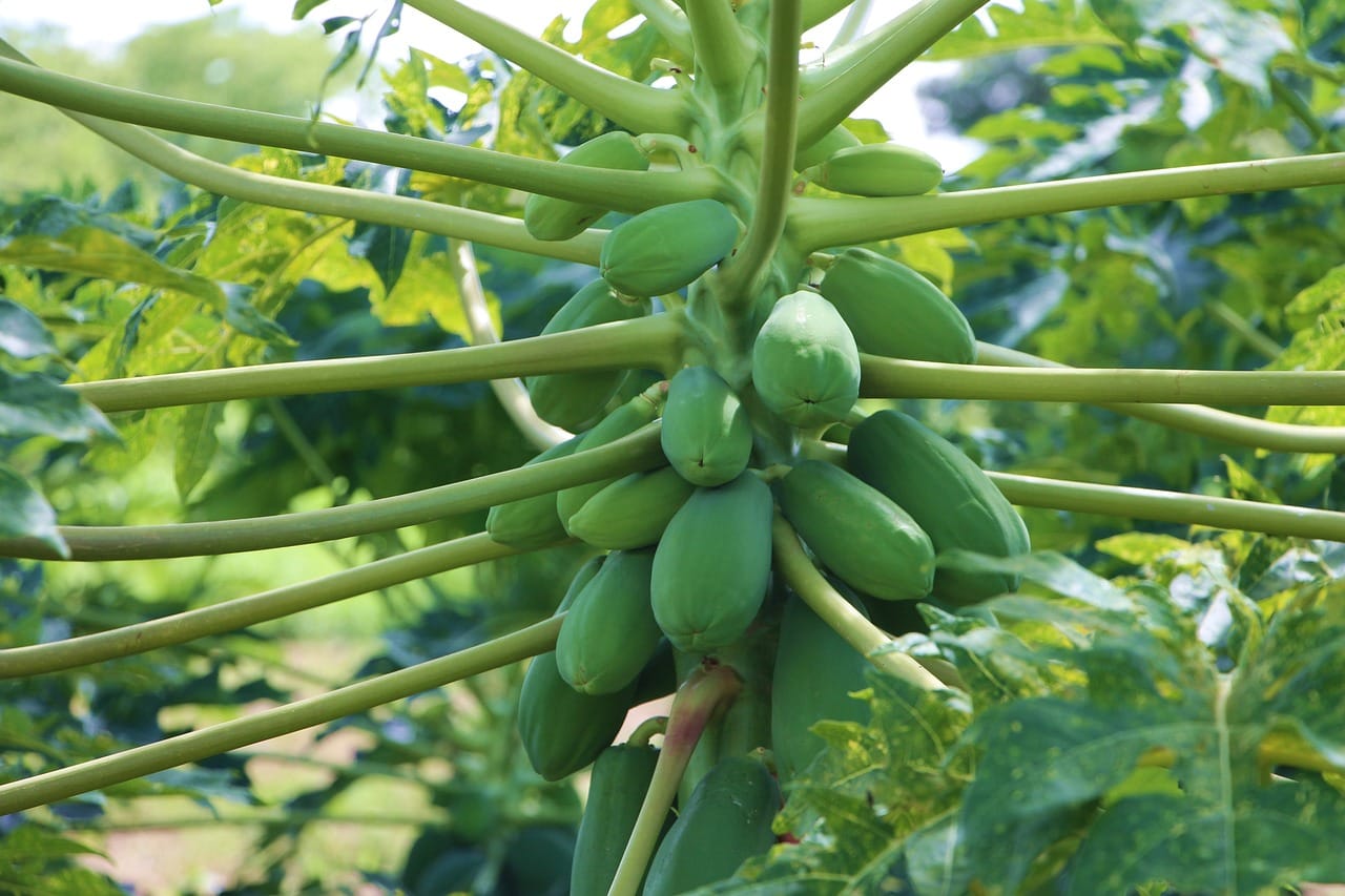 Top 10 Health Benefits of Papaya According to Ayurveda | leindi.com Top 10 Health Benefits of Papaya According to Ayurveda | leindi.com
